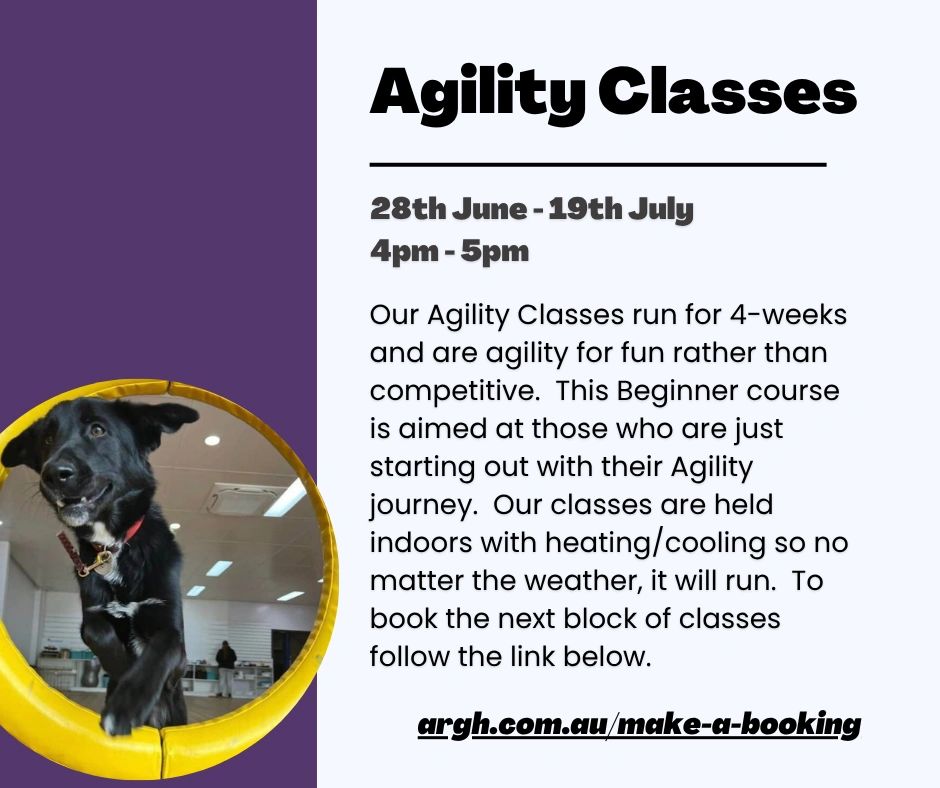 Beginners Agility Class- commencing 28 June - 19 July 2025